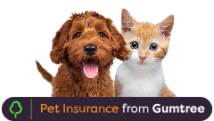 Spoodle Puppy - Last One | Dogs & Puppies | Gumtree Australia Gold ...